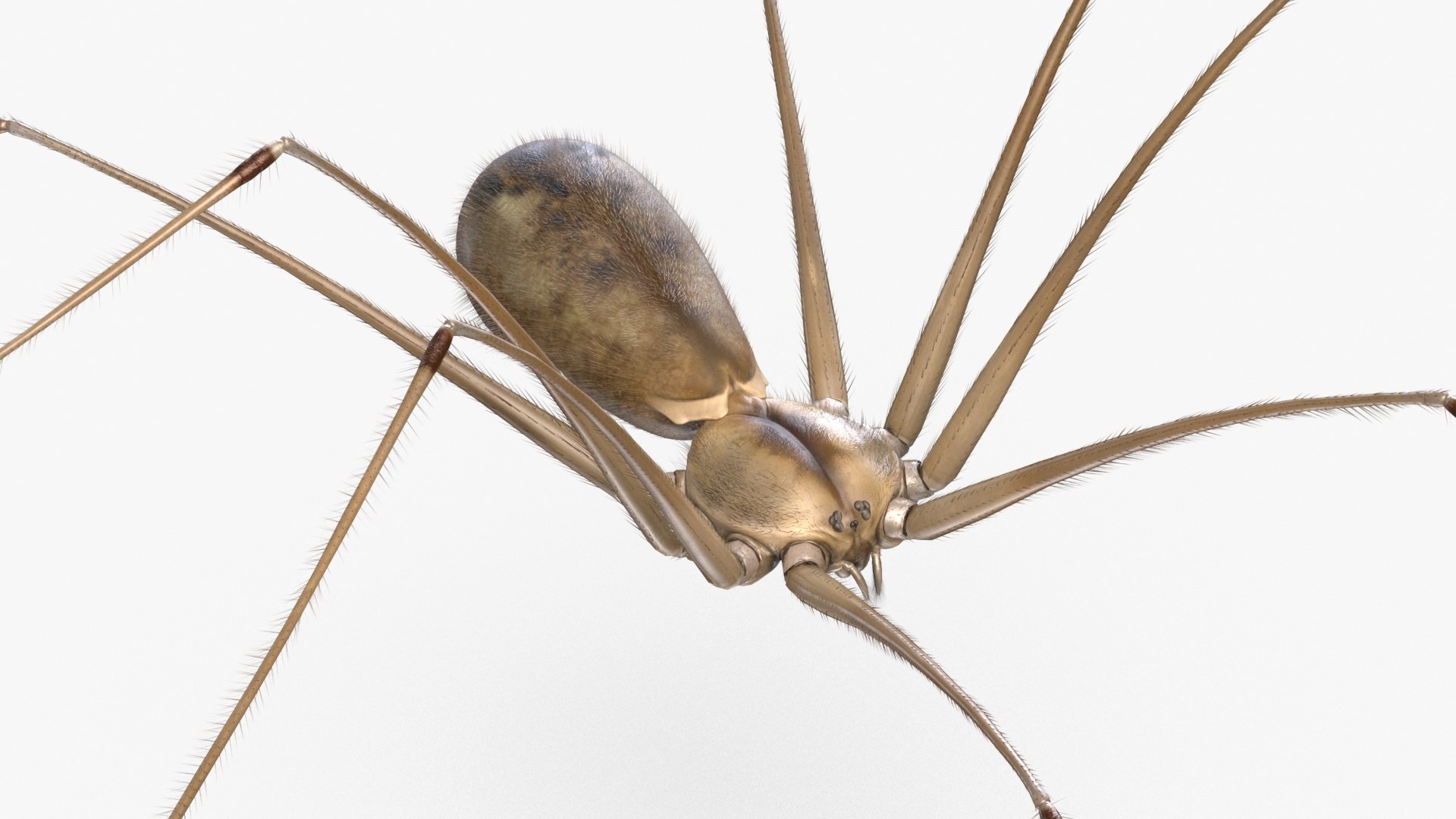 3D Model Daddy Long-legs Spider Fur Rigged - TurboSquid 2270169
