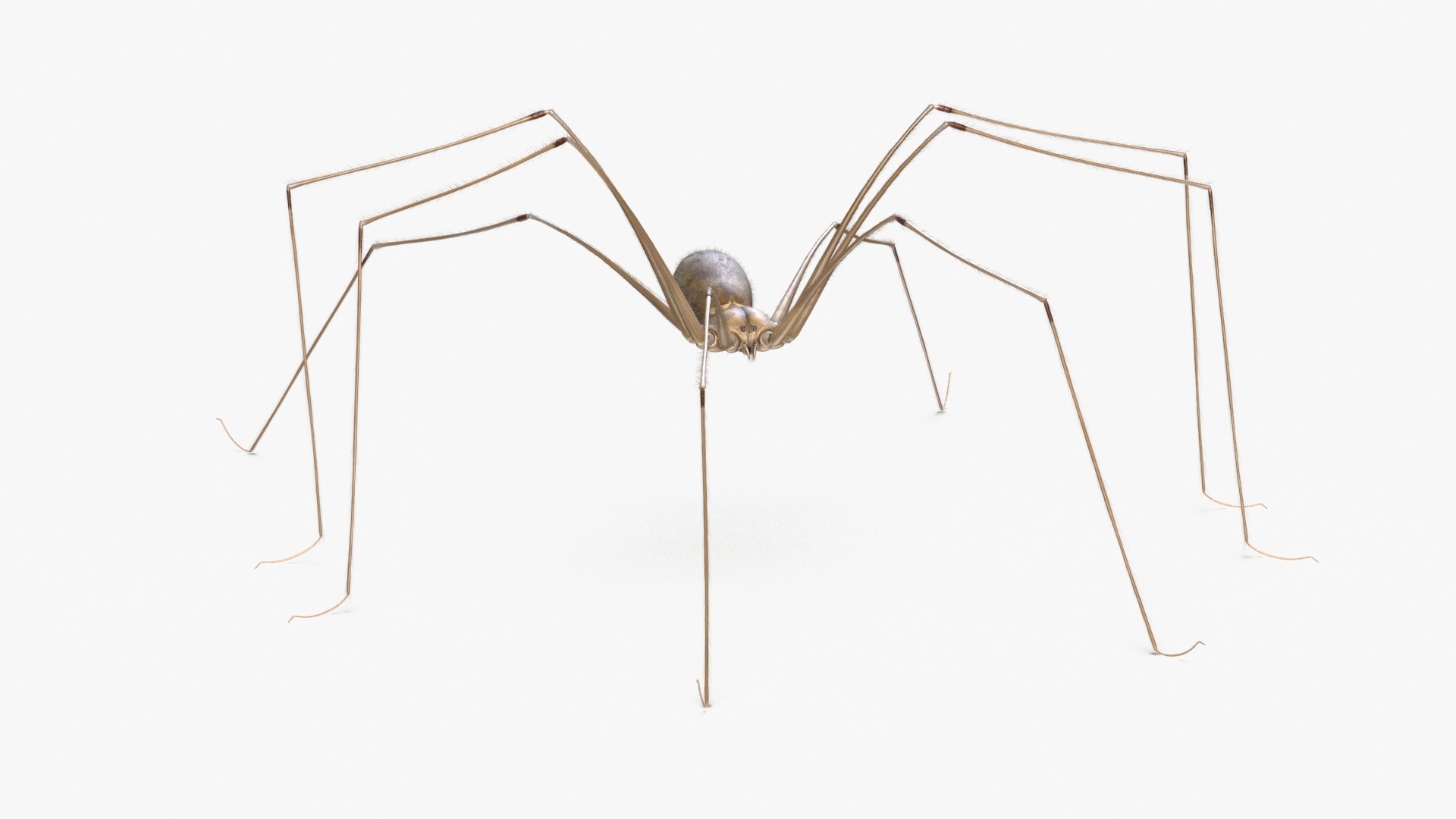 3D Model Daddy Long-legs Spider Fur Rigged - TurboSquid 2270169