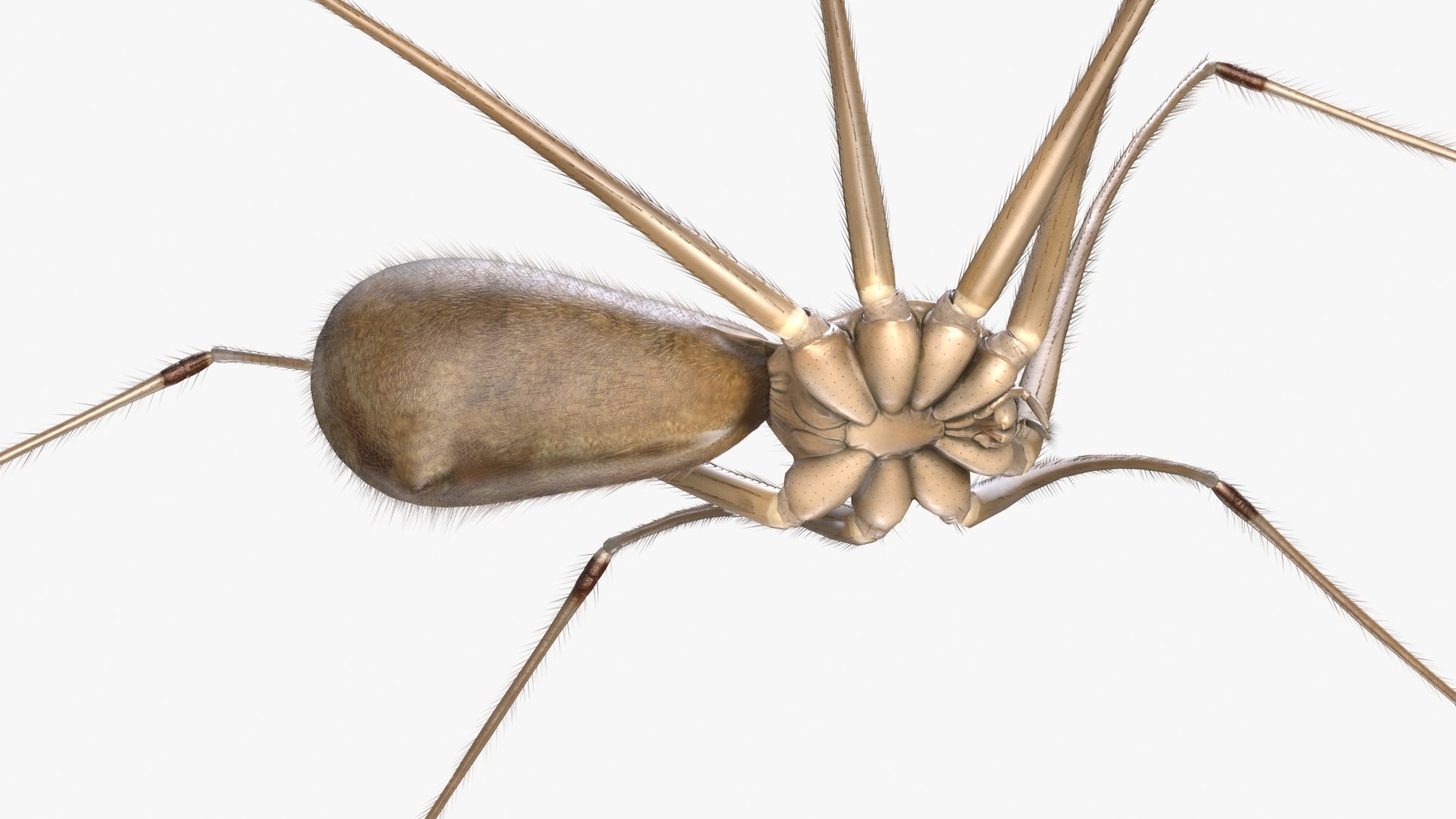 3D Model Daddy Long-legs Spider Fur Rigged - TurboSquid 2270169