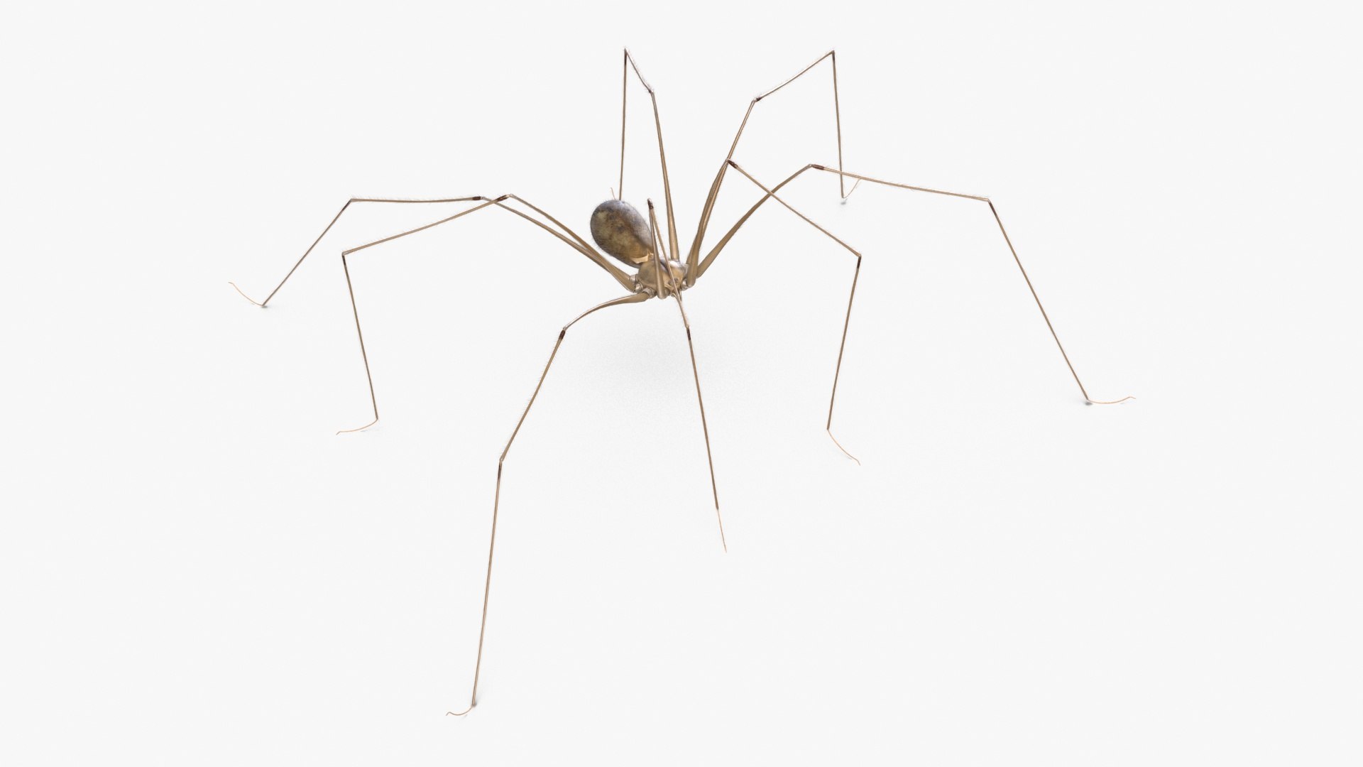 3D Model Daddy Long-legs Spider Fur Rigged - TurboSquid 2270169
