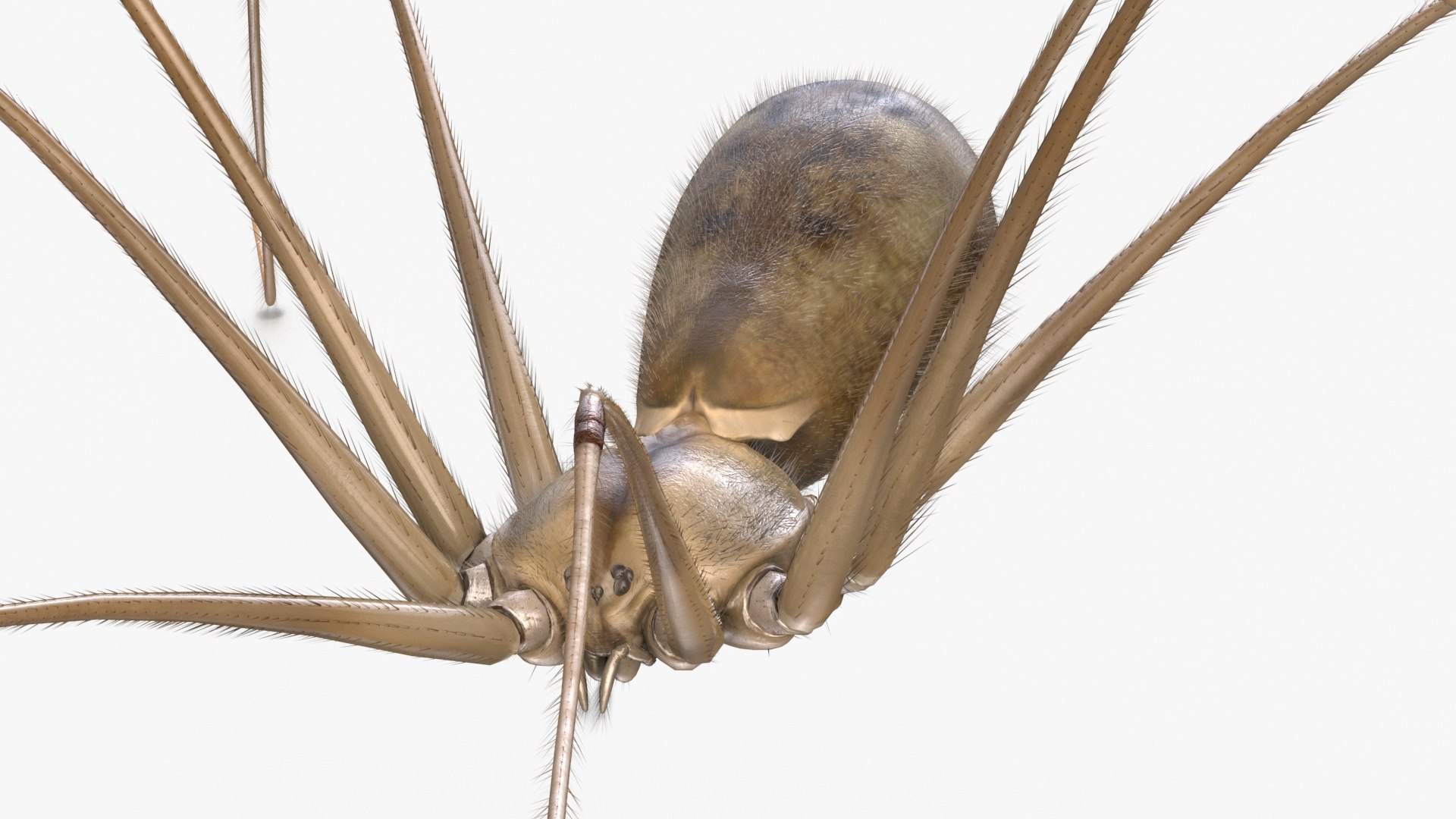 3D Model Daddy Long-legs Spider Fur Rigged - TurboSquid 2270169