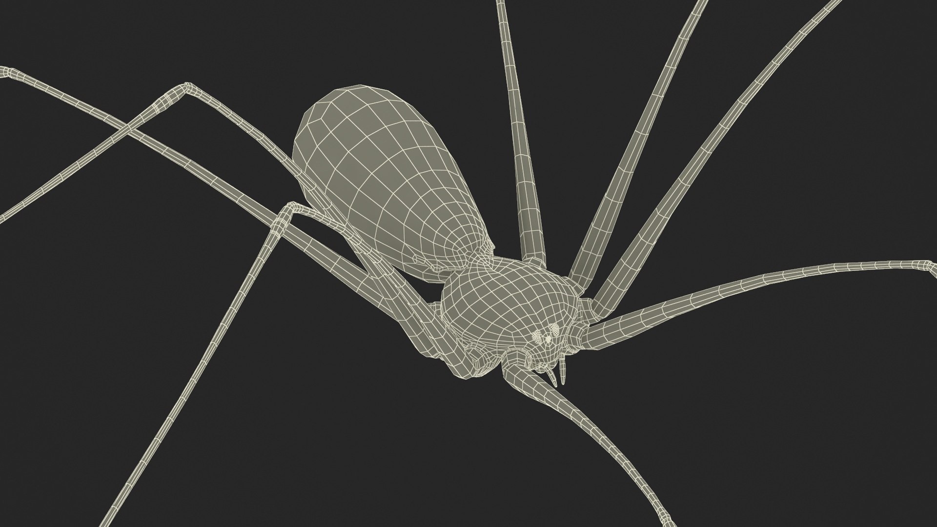 3D Model Daddy Long-legs Spider Fur Rigged - TurboSquid 2270169