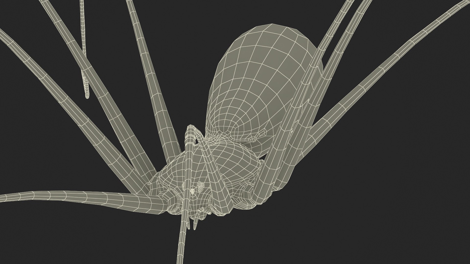 3D Model Daddy Long-legs Spider Fur Rigged - TurboSquid 2270169