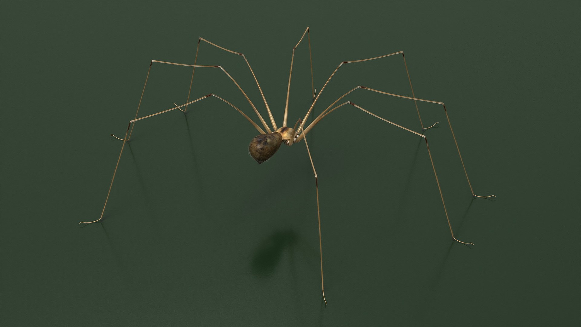 3D Model Daddy Long-legs Spider Fur Rigged - TurboSquid 2270169