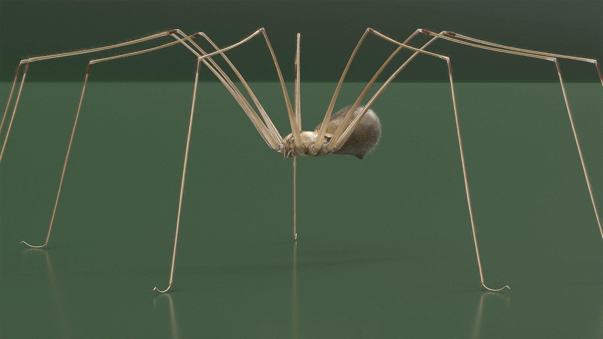 3D Model Daddy Long-legs Spider Fur Rigged - TurboSquid 2270169