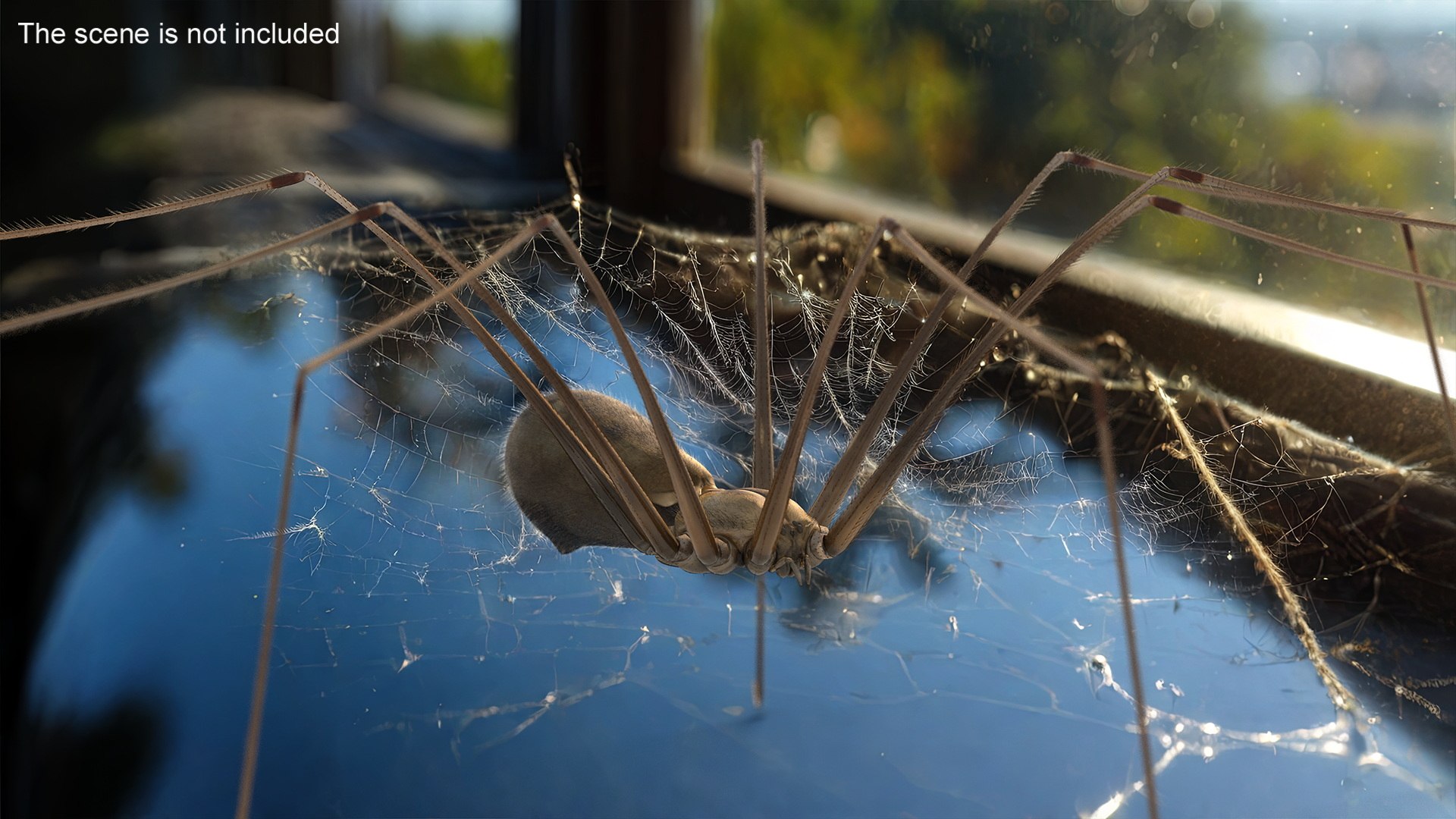 3D Model Daddy Long-legs Spider Fur Rigged - TurboSquid 2270169