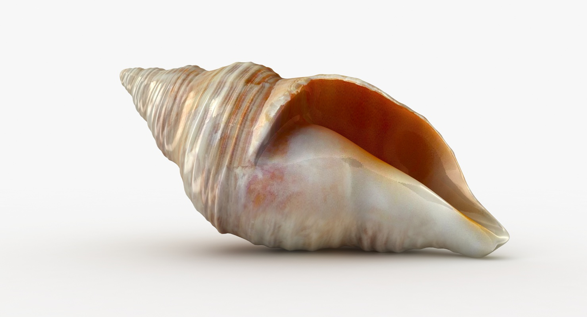 Realistic sea shell set 3D model - TurboSquid 1150992