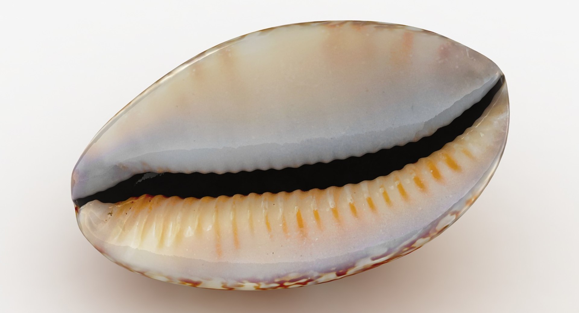 Realistic sea shell set 3D model - TurboSquid 1150992