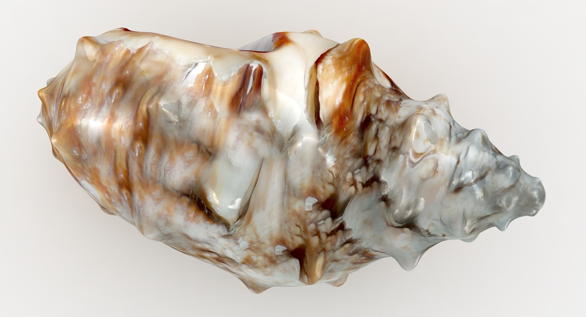 Realistic sea shell set 3D model - TurboSquid 1150992