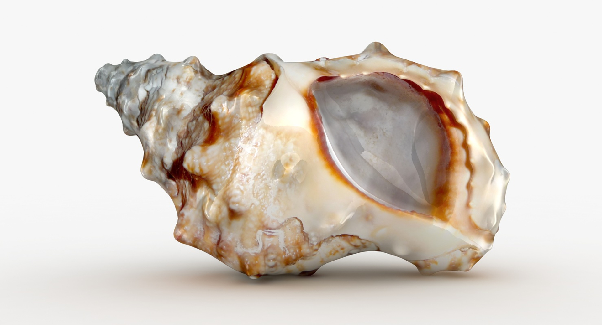 Realistic sea shell set 3D model - TurboSquid 1150992