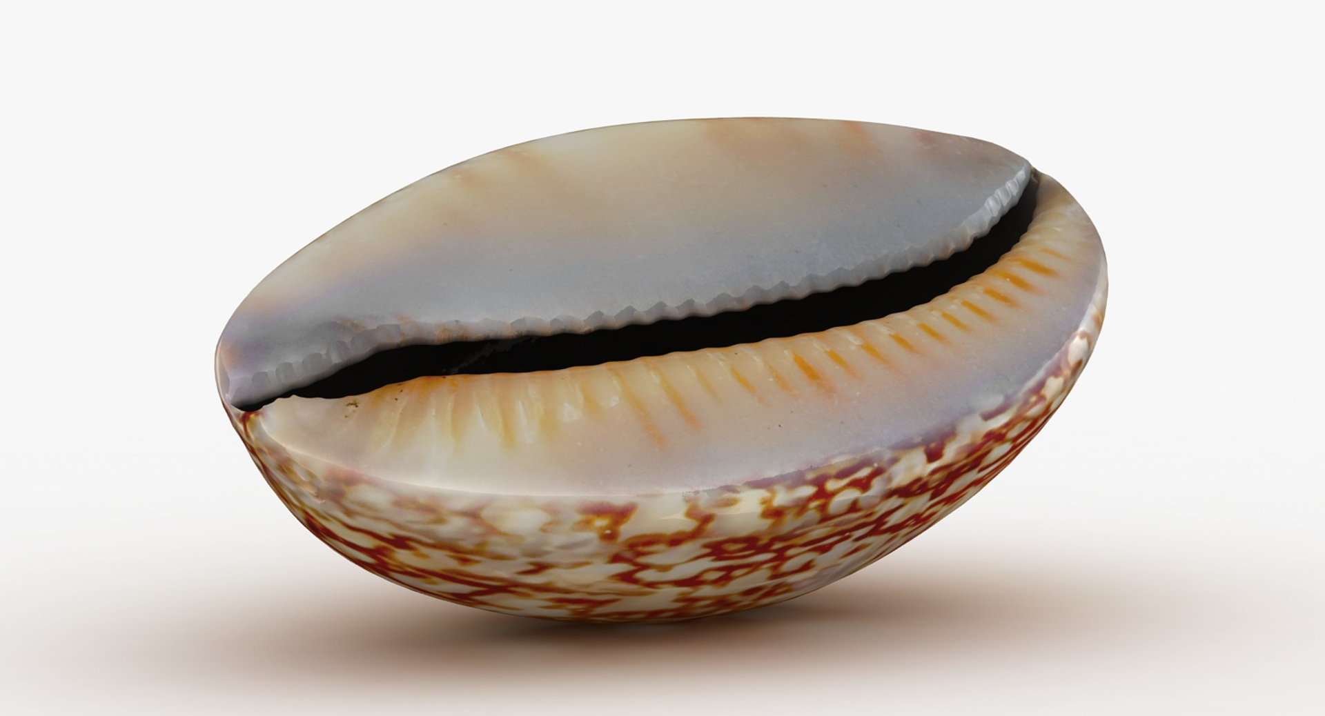 Realistic sea shell set 3D model - TurboSquid 1150992