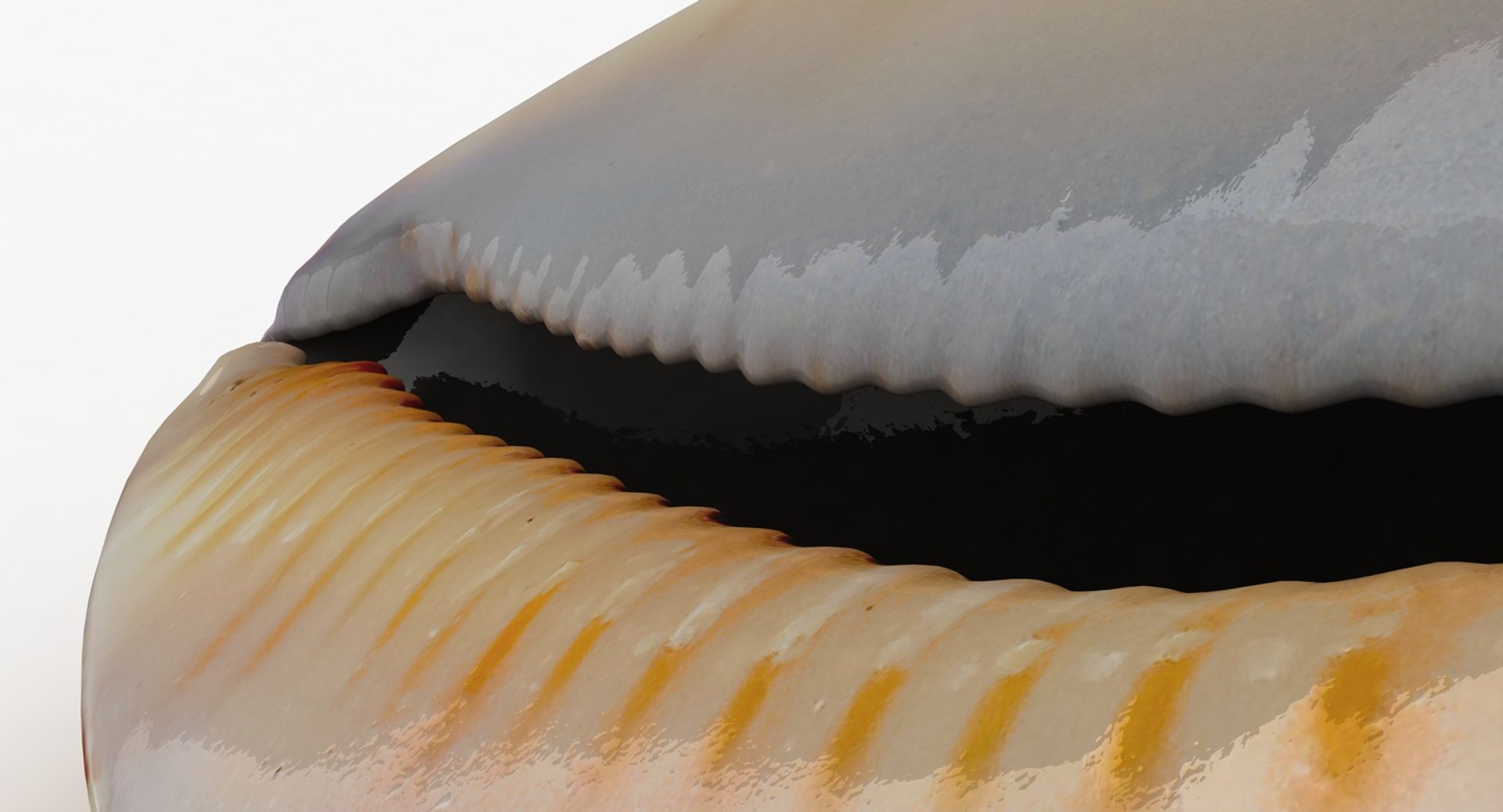 Realistic sea shell set 3D model - TurboSquid 1150992