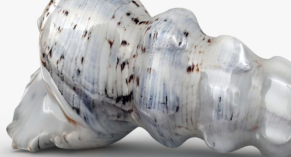 Realistic sea shell set 3D model - TurboSquid 1150992