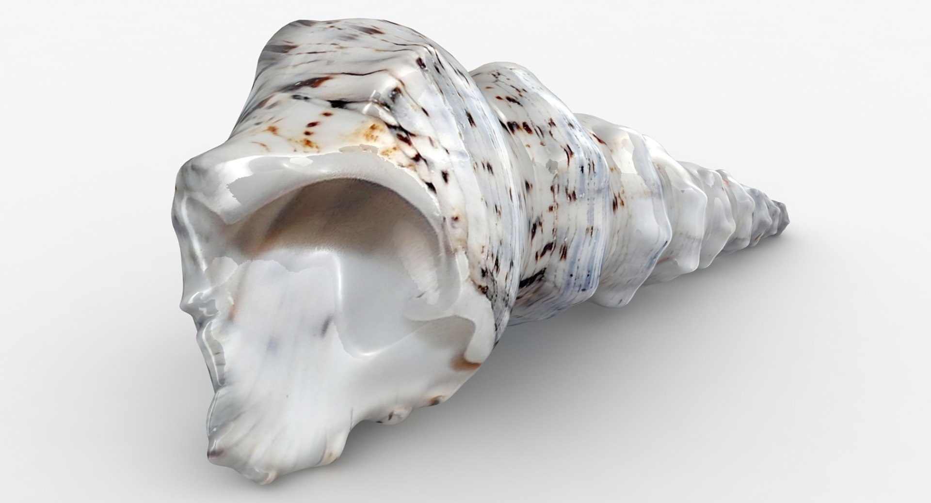 Realistic sea shell set 3D model - TurboSquid 1150992
