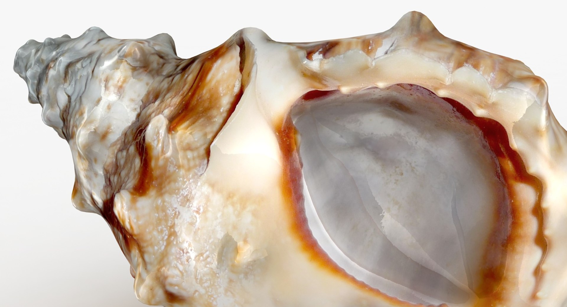 Realistic sea shell set 3D model - TurboSquid 1150992