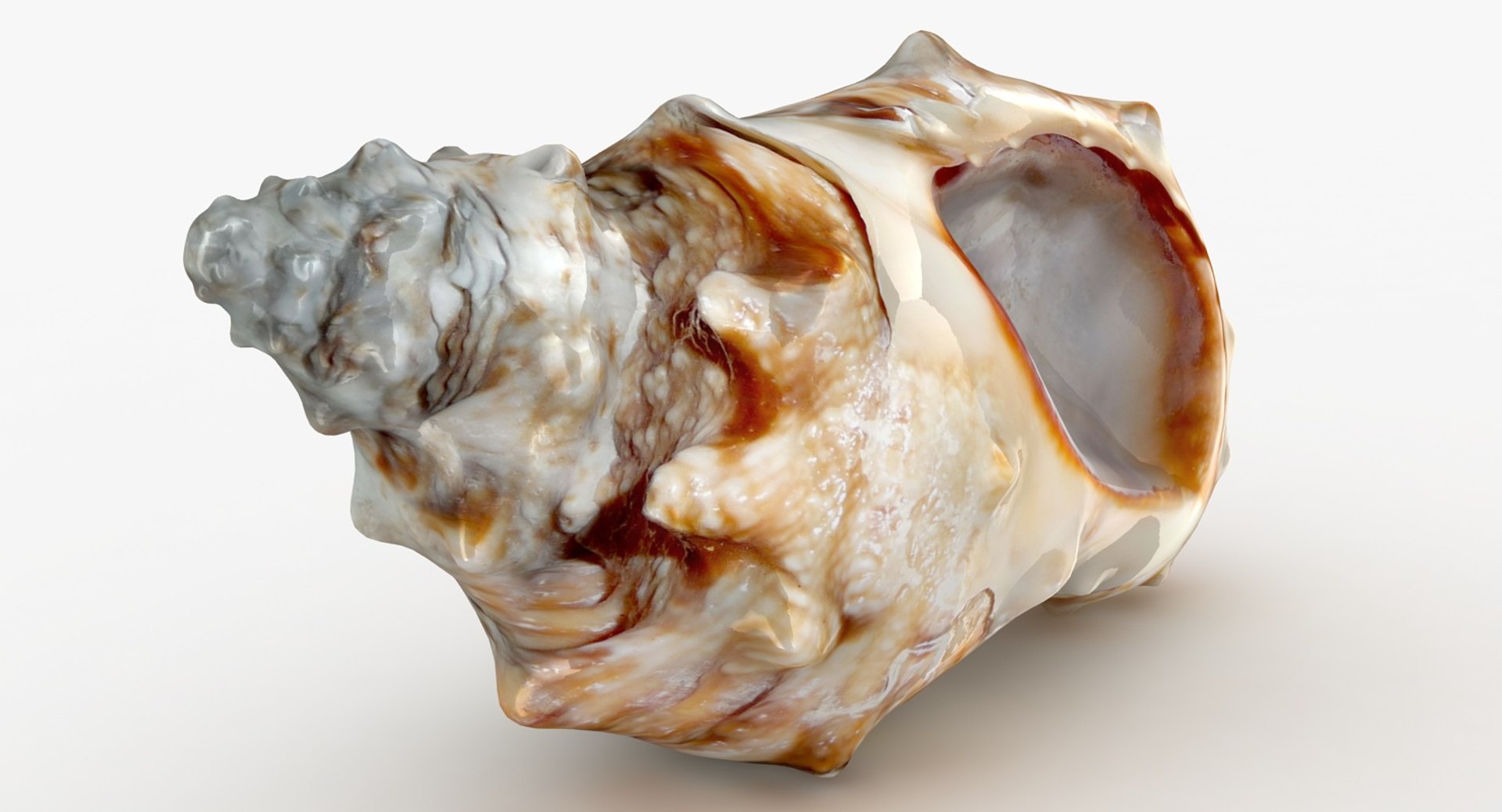 Realistic sea shell set 3D model - TurboSquid 1150992