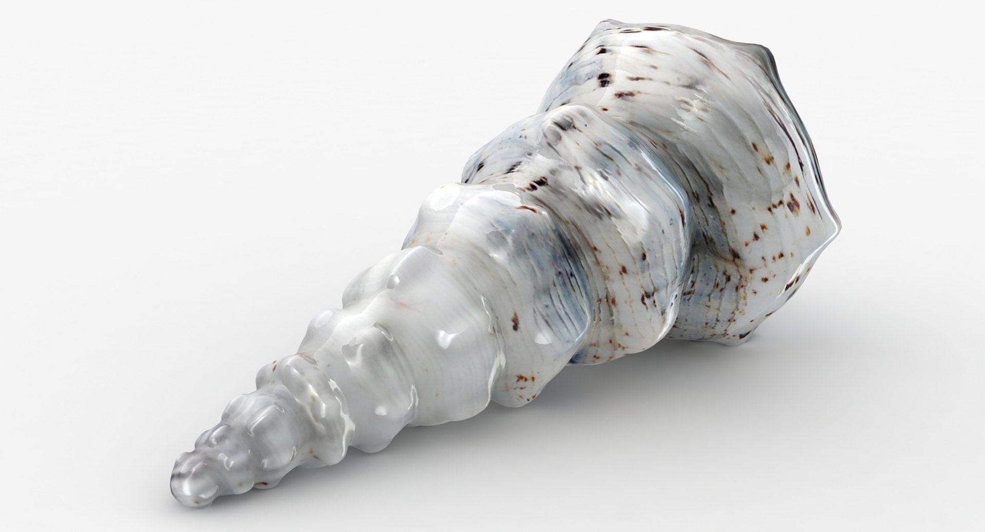 Realistic sea shell set 3D model - TurboSquid 1150992