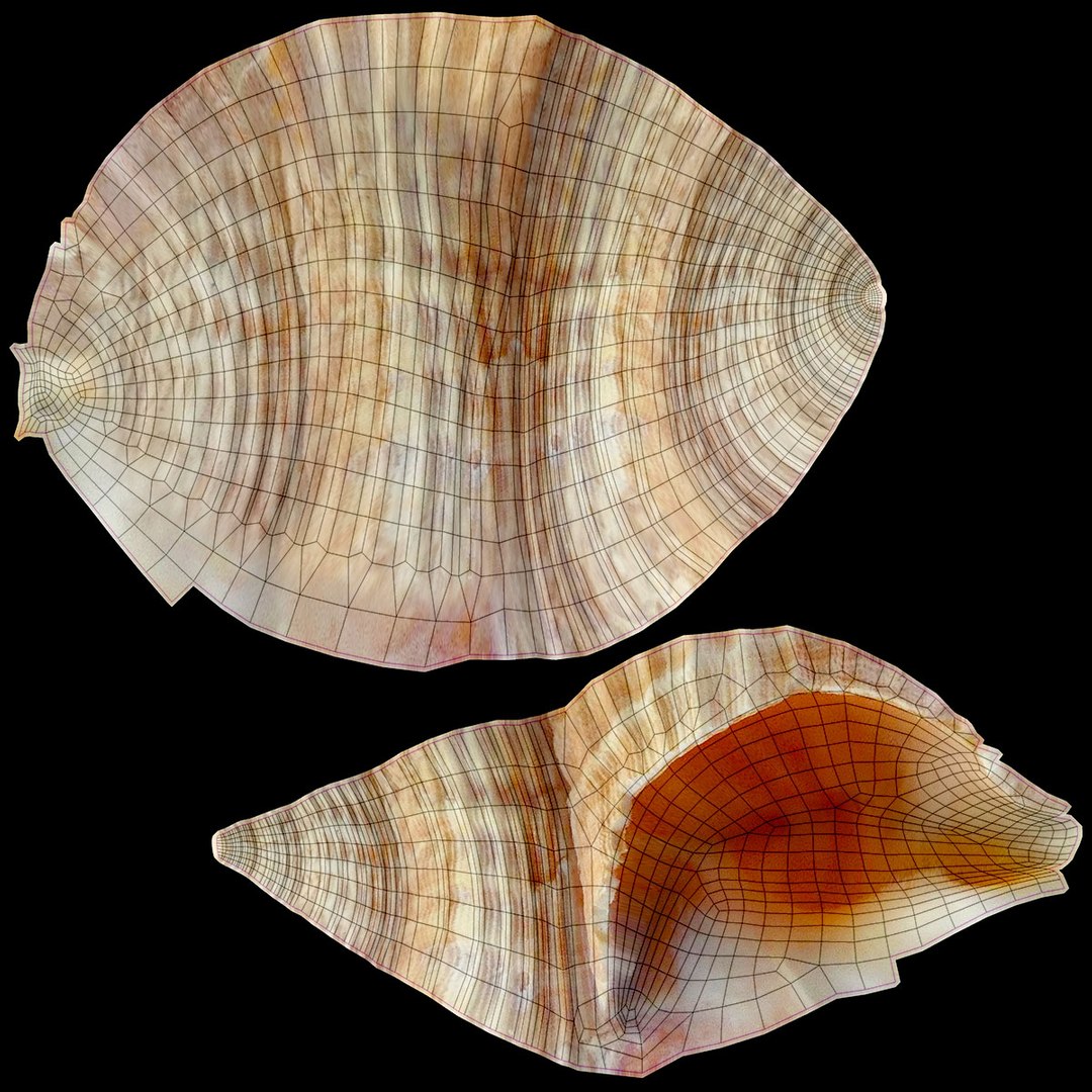 Realistic sea shell set 3D model - TurboSquid 1150992