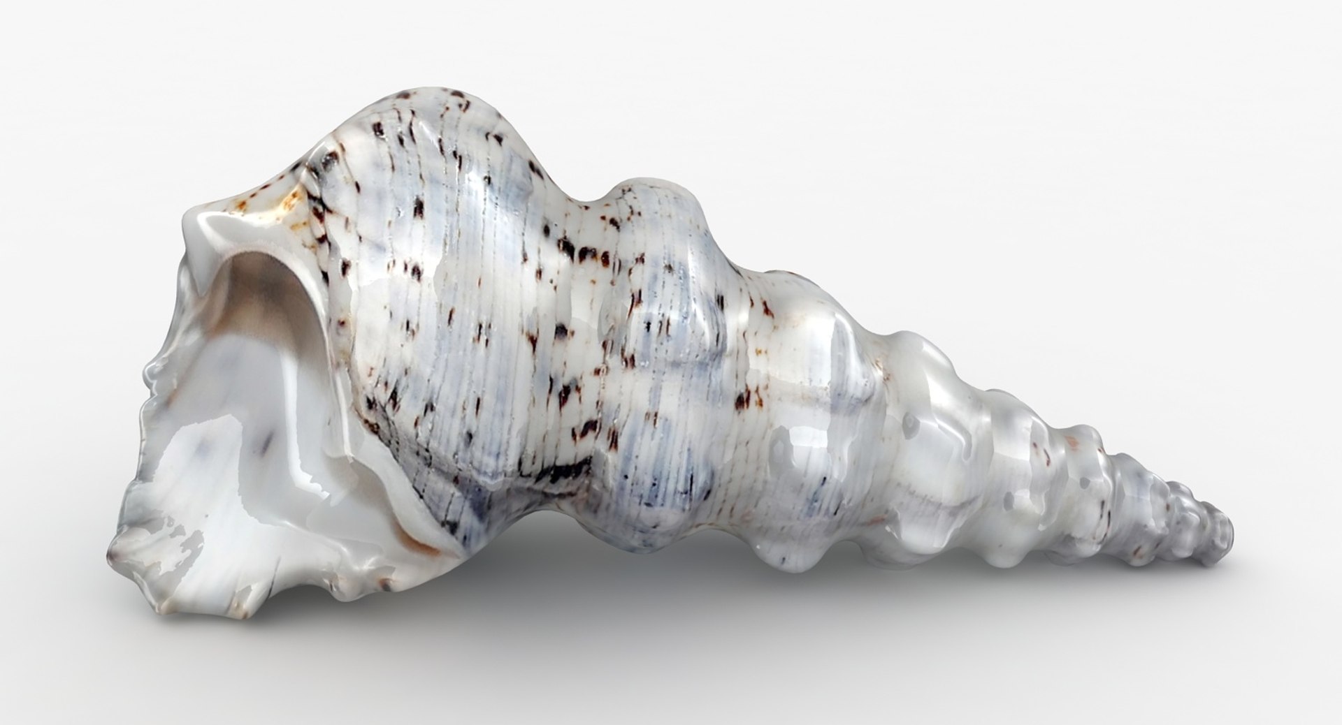 Realistic sea shell set 3D model - TurboSquid 1150992