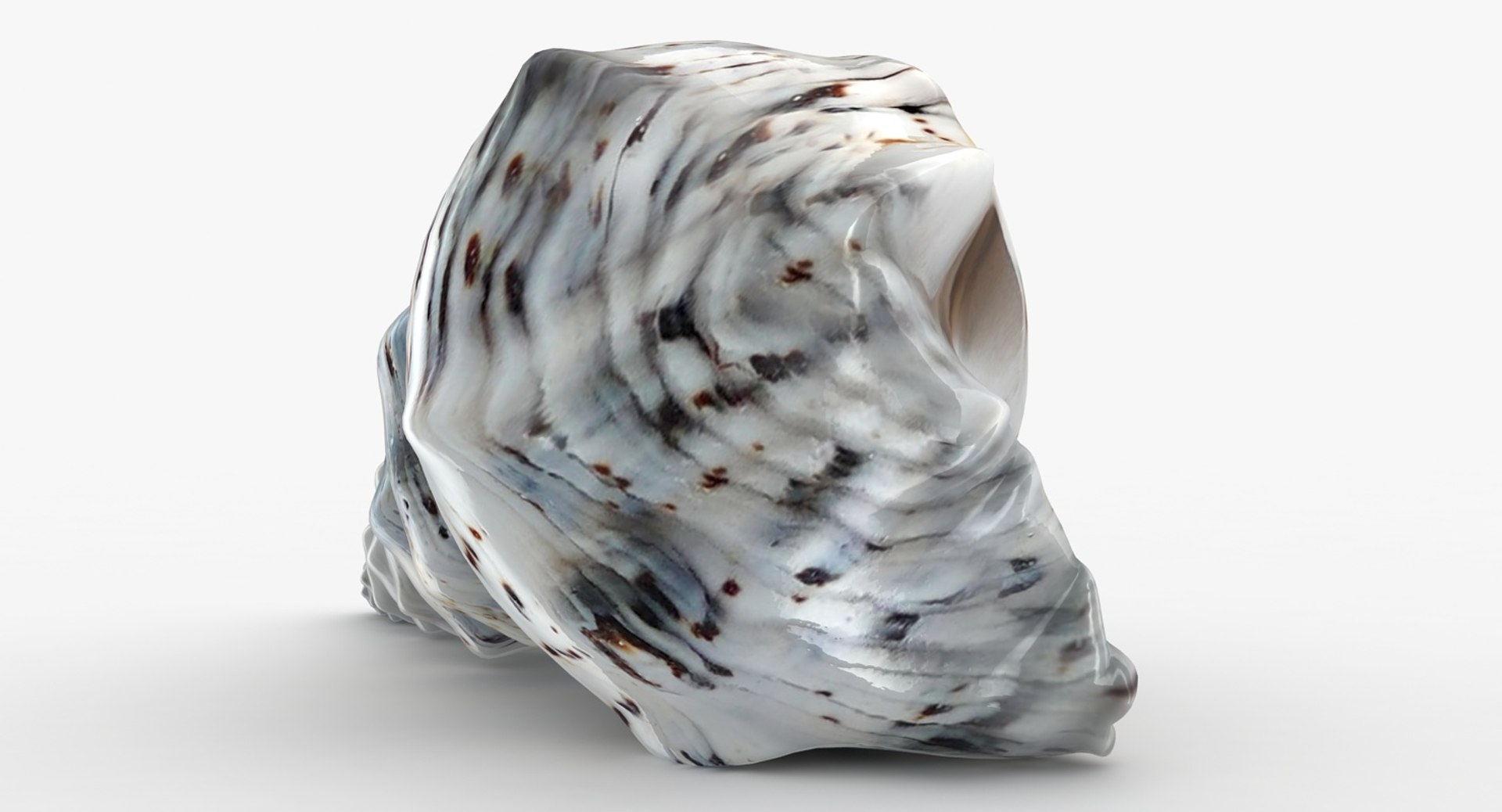 Realistic sea shell set 3D model - TurboSquid 1150992