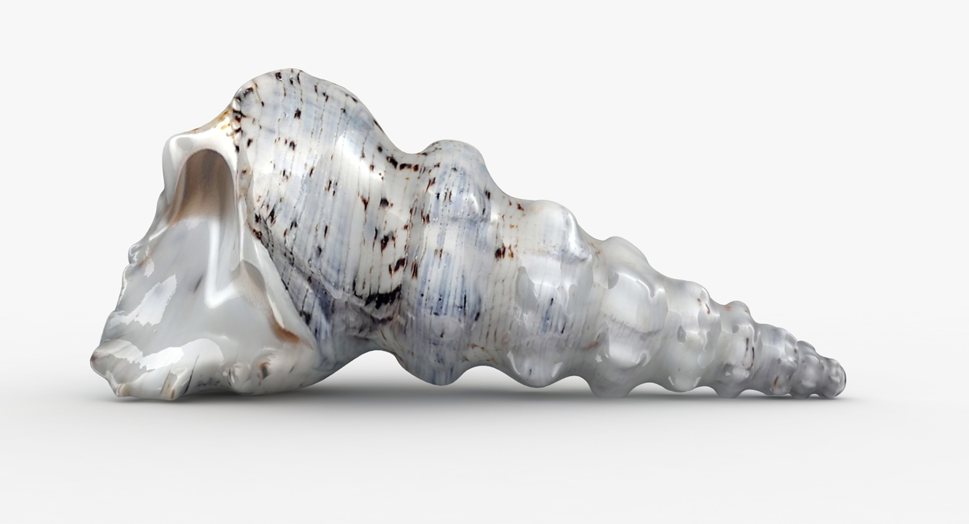 Realistic sea shell set 3D model - TurboSquid 1150992