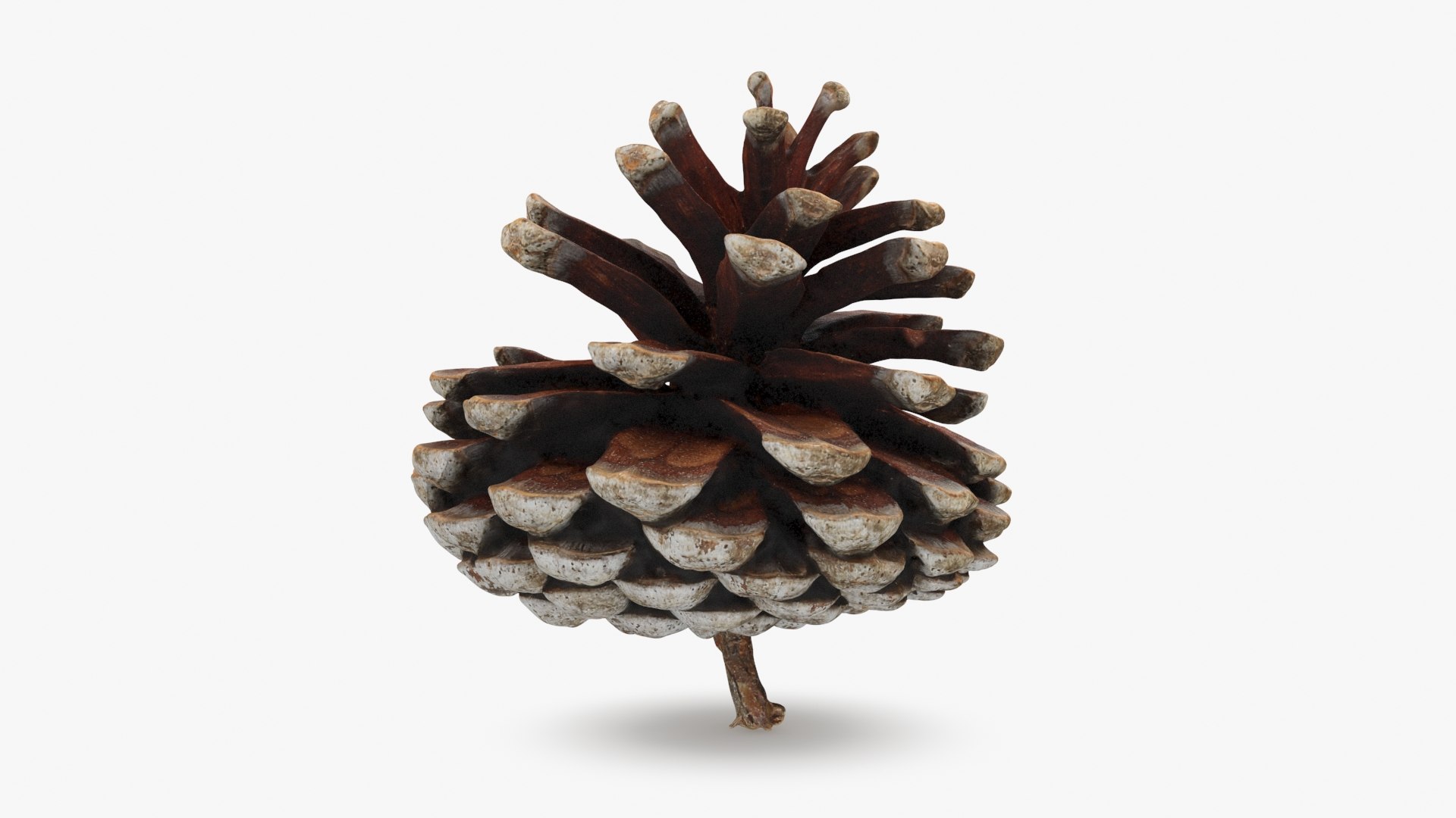 Dried Pine Cone Collection 3D Model - TurboSquid 2307812