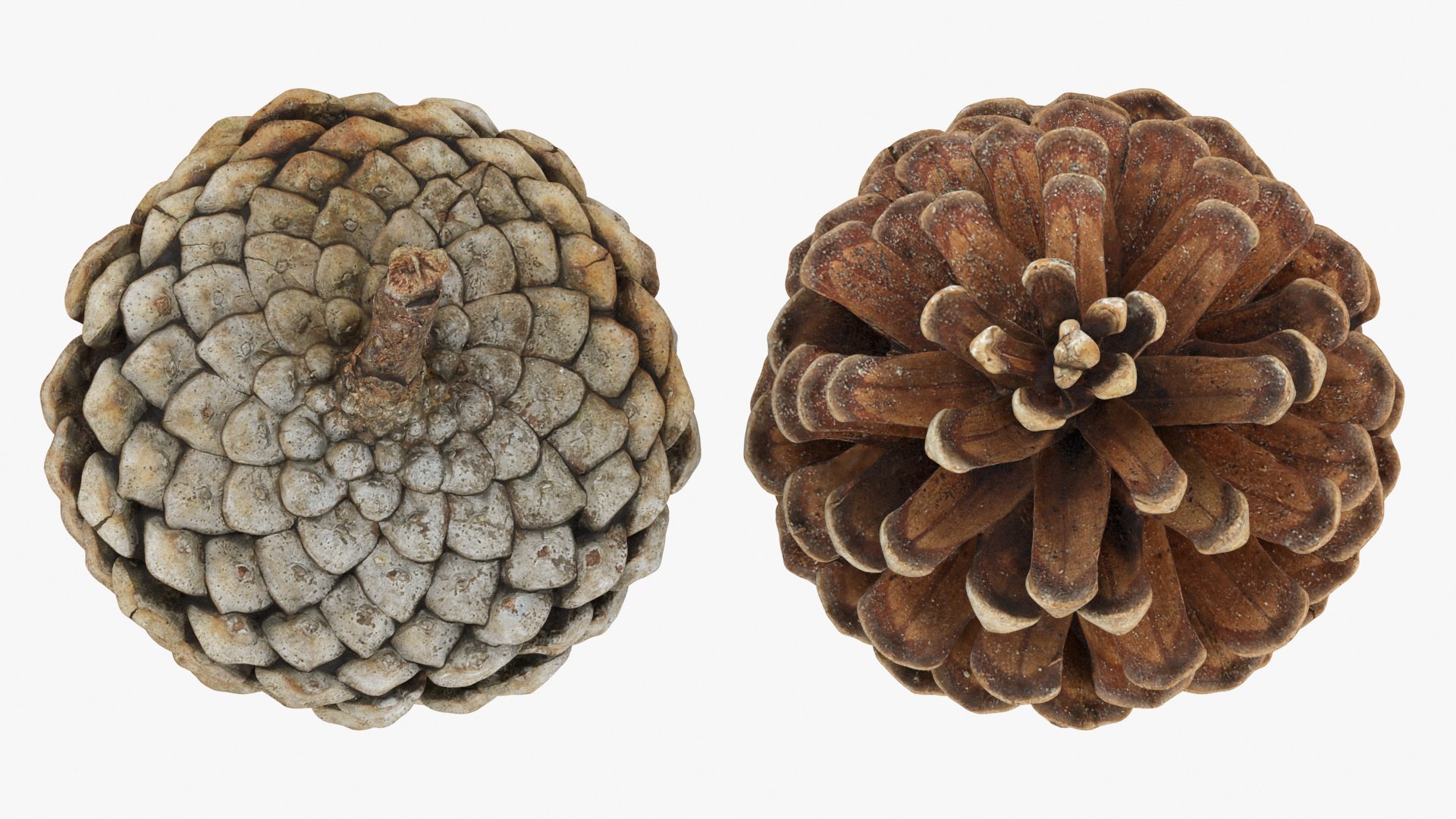 Dried Pine Cone Collection 3D Model - TurboSquid 2307812