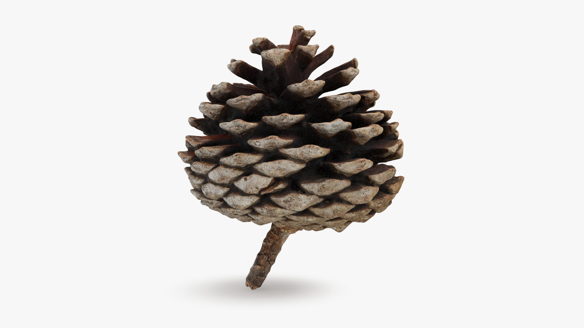 Dried Pine Cone Collection 3D Model - TurboSquid 2307812