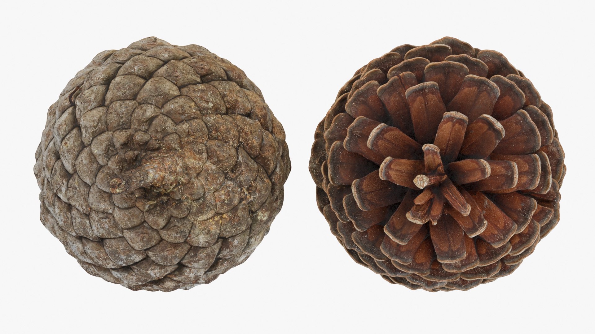 Dried Pine Cone Collection 3D Model - TurboSquid 2307812