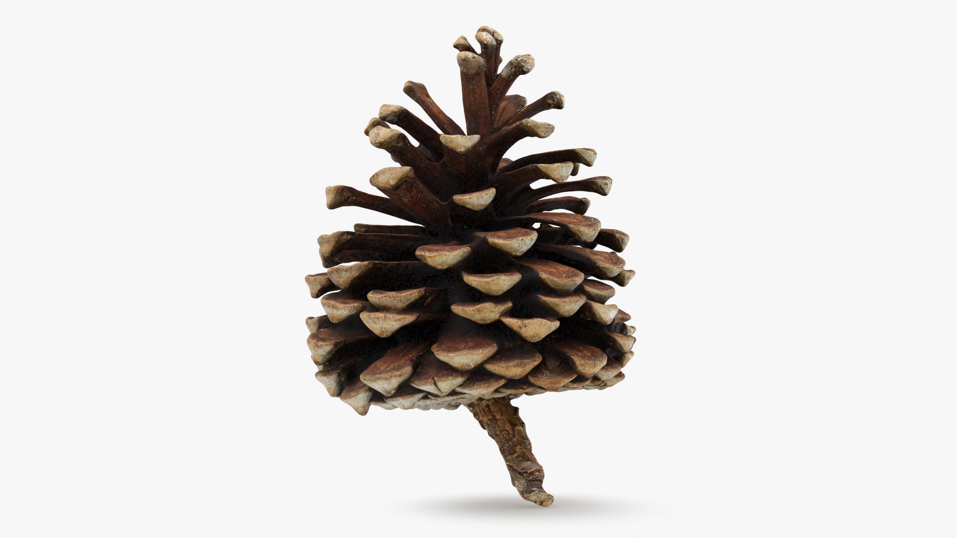 Dried Pine Cone Collection 3D Model - TurboSquid 2307812