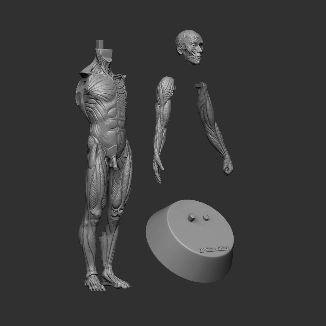 3d Anatomy Study