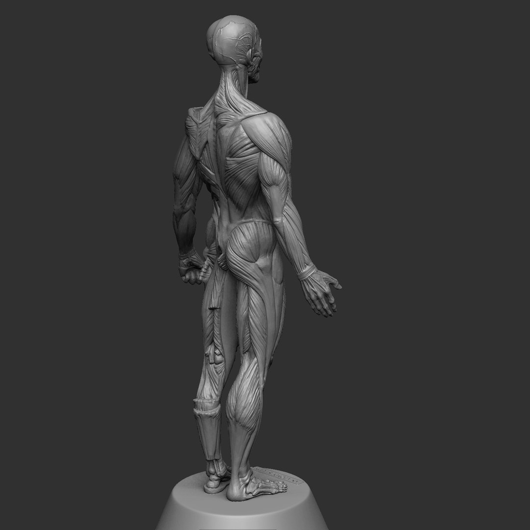 3d Anatomy Study
