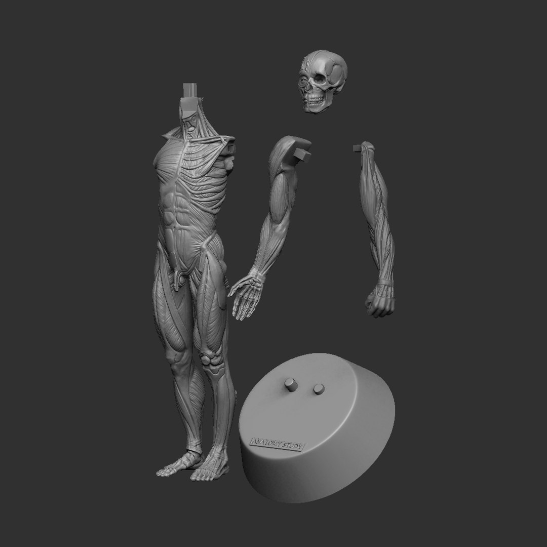 3d Anatomy Study