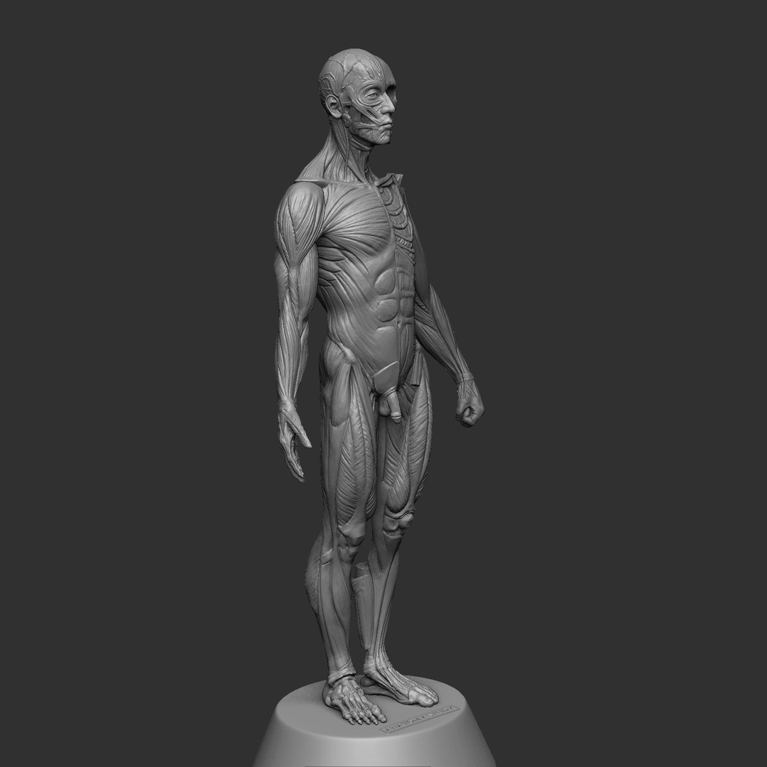 3d Anatomy Study