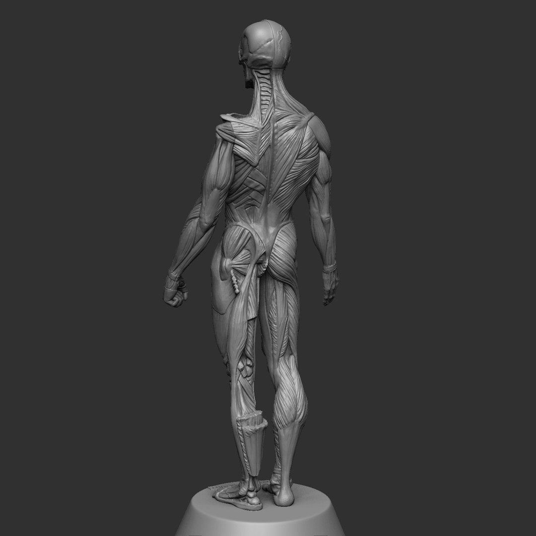 3d Anatomy Study