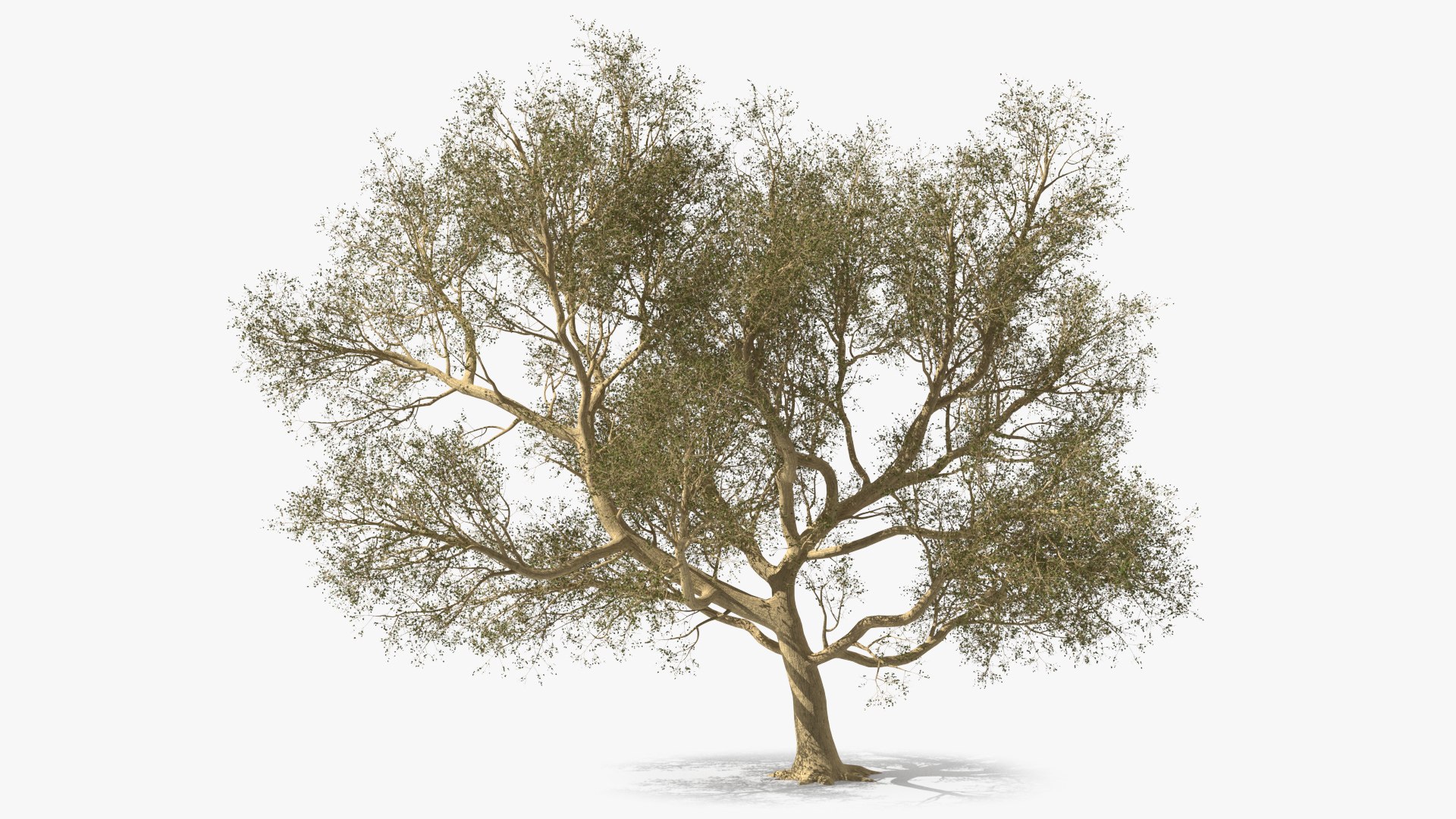 3D Green Tabebuia Avellanedae Tree - TurboSquid 1728147