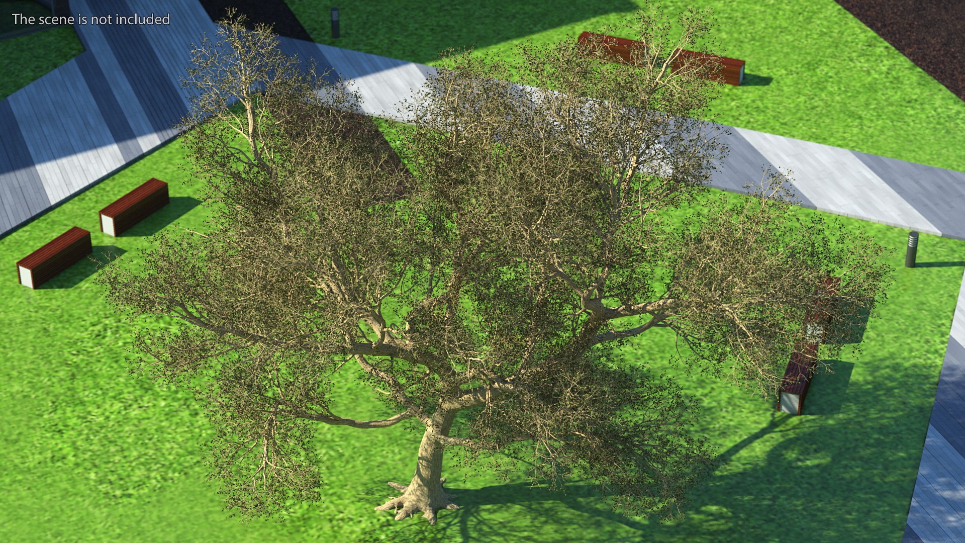 3D Green Tabebuia Avellanedae Tree - TurboSquid 1728147