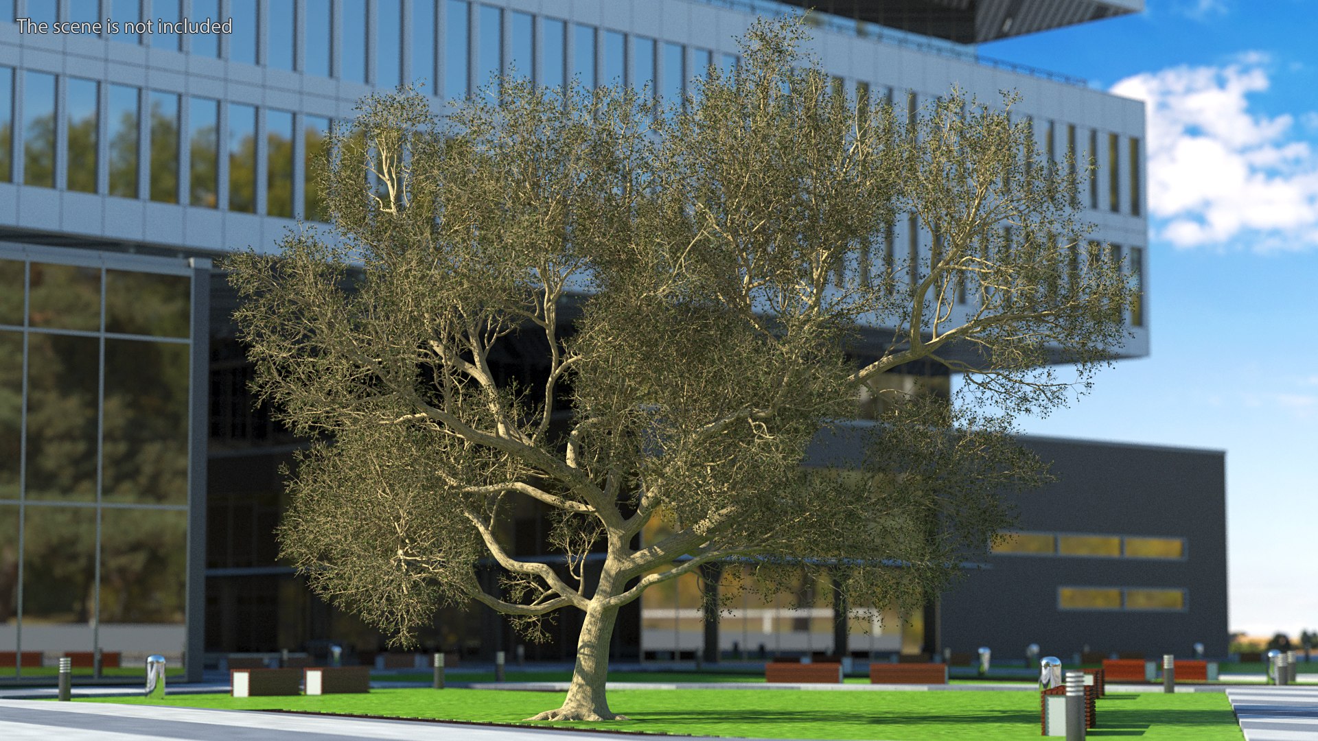 3D Green Tabebuia Avellanedae Tree - TurboSquid 1728147