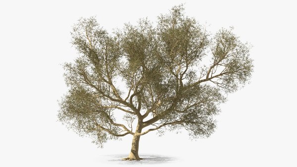 3D Green Tabebuia Avellanedae Tree - TurboSquid 1728147