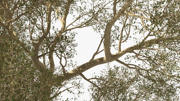 3D Green Tabebuia Avellanedae Tree - TurboSquid 1728147