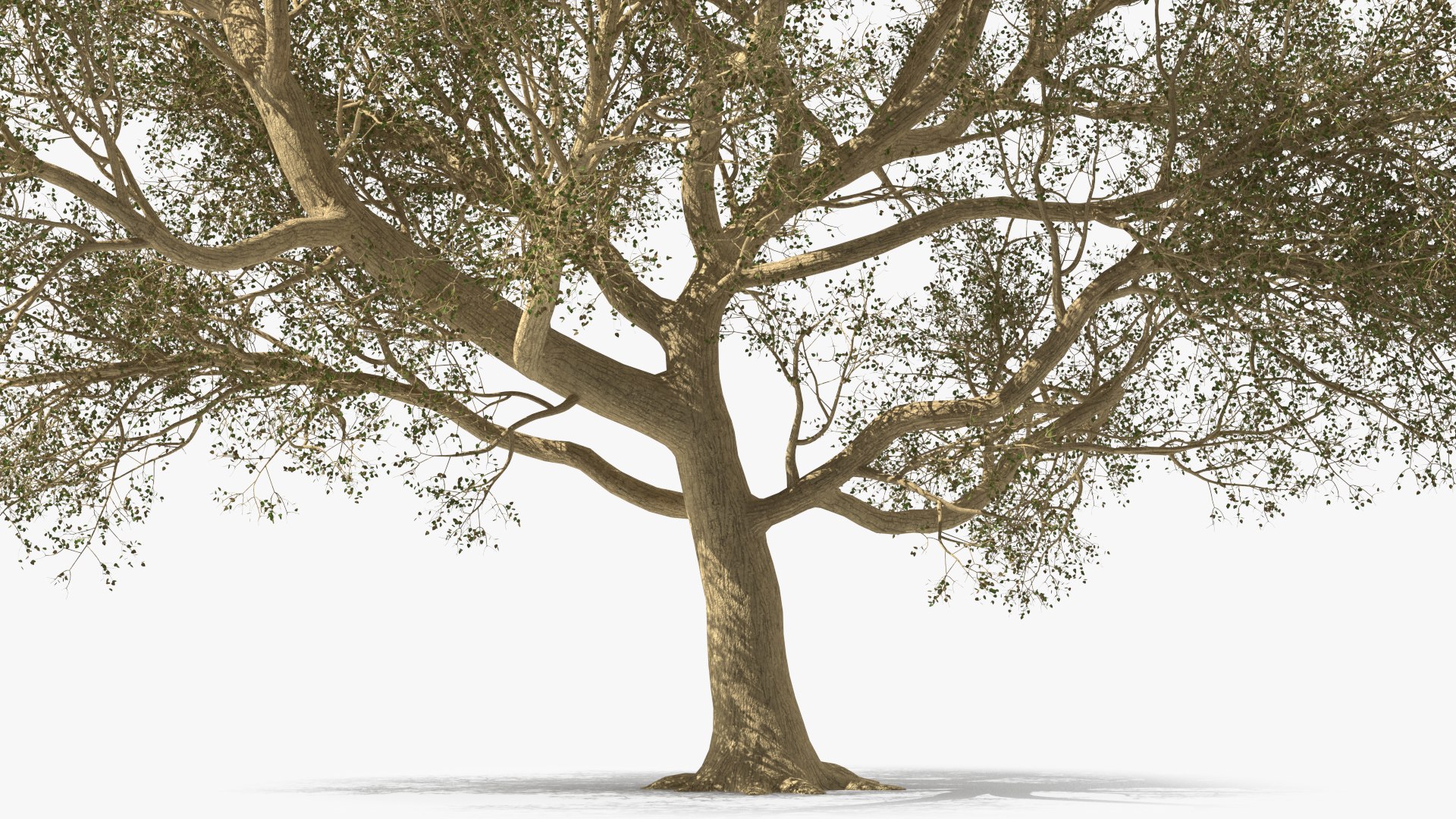 3D Green Tabebuia Avellanedae Tree - TurboSquid 1728147