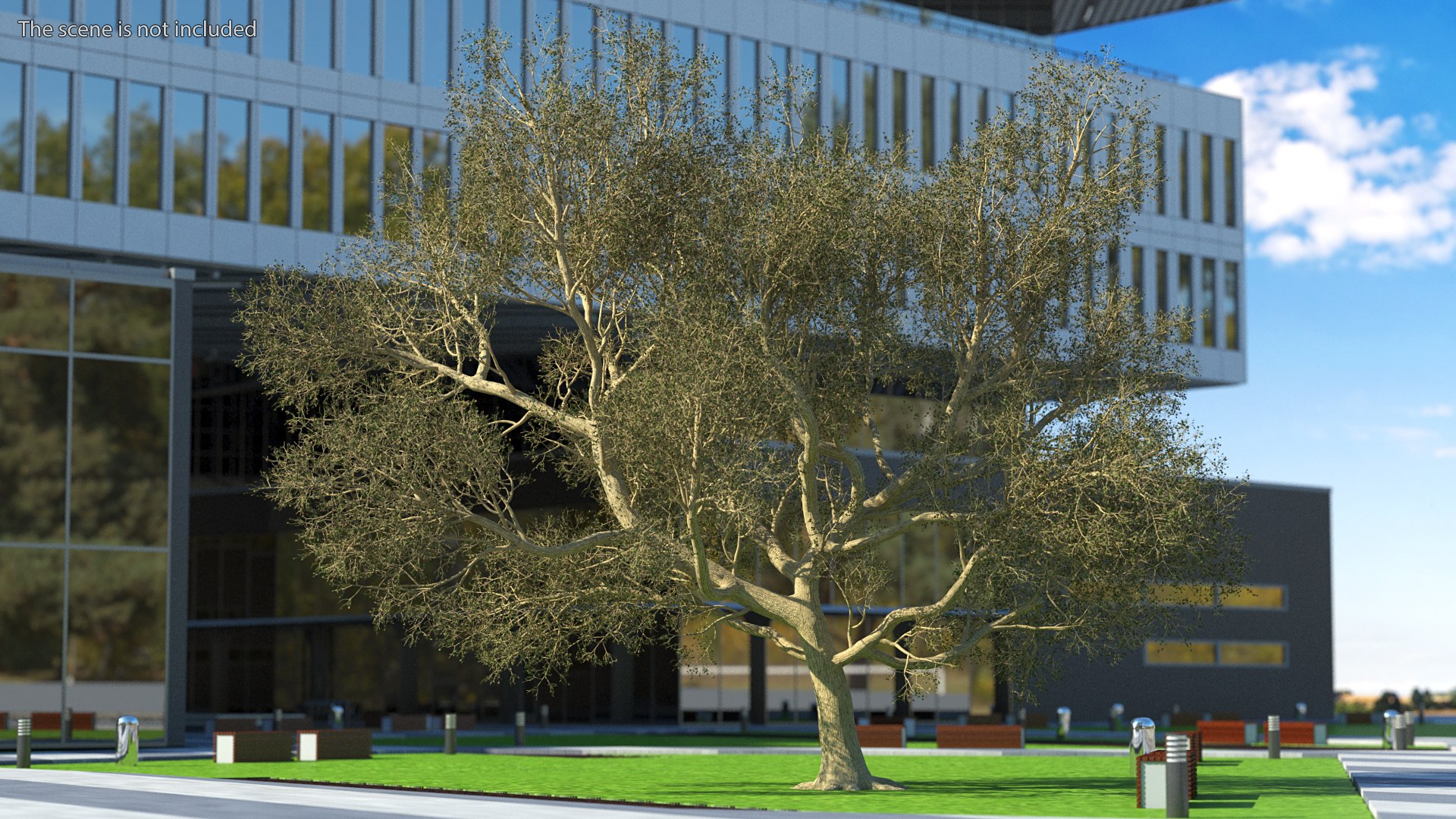 3D Green Tabebuia Avellanedae Tree - TurboSquid 1728147