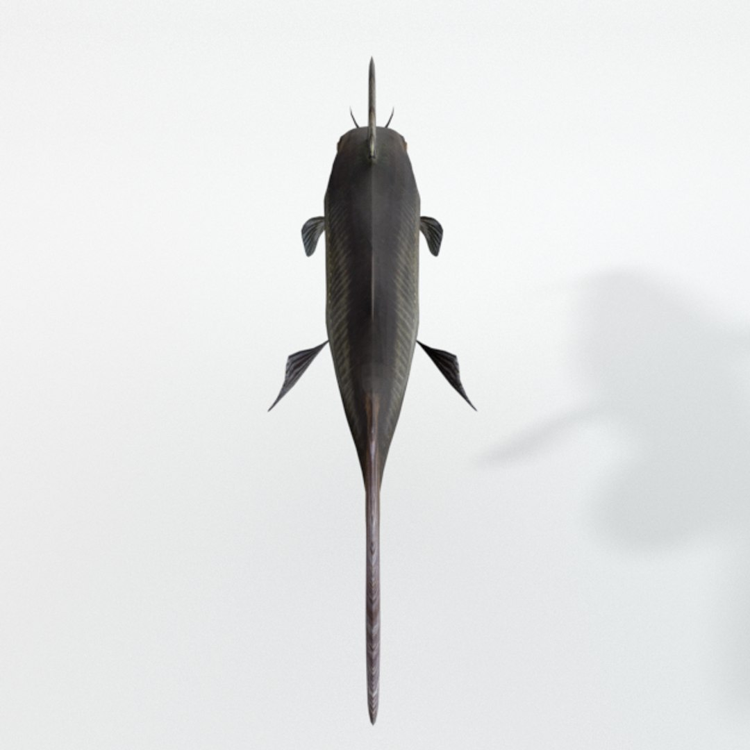 Fish Cat Catfish 3D - TurboSquid 1316763