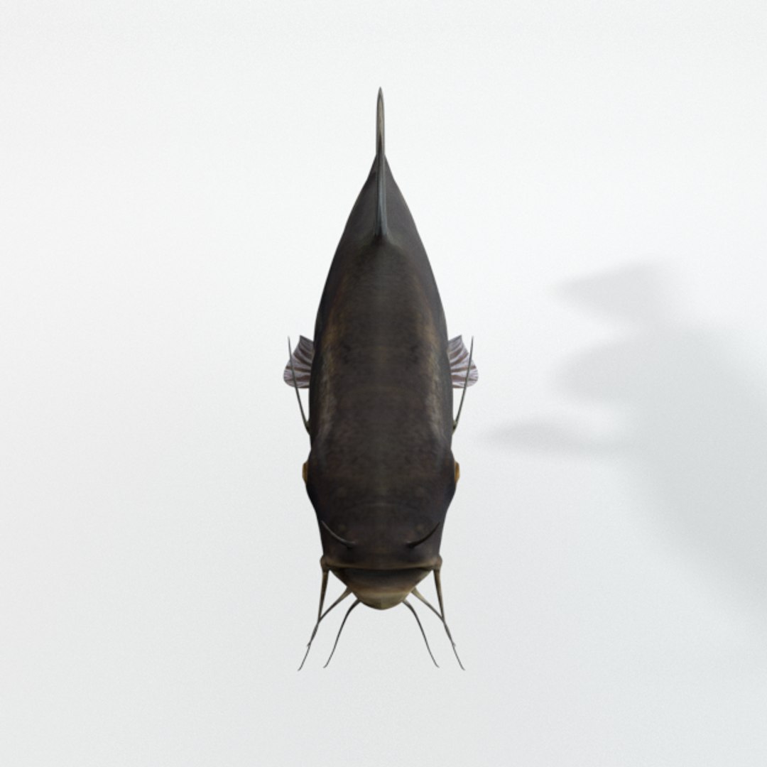 Fish Cat Catfish 3D - TurboSquid 1316763