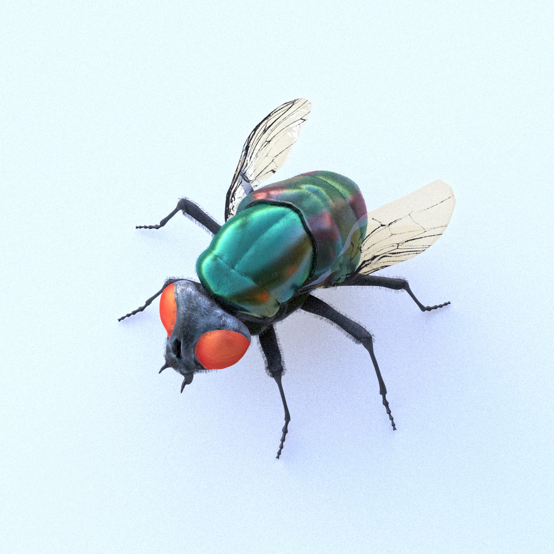 3D Housefly Model - TurboSquid 1743658