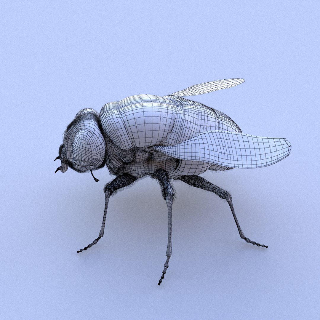 3D Housefly Model - TurboSquid 1743658