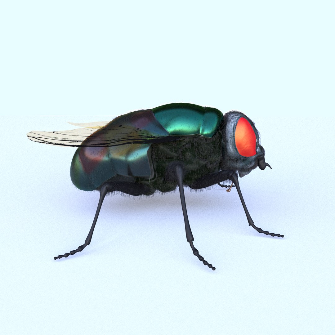 3D Housefly Model - TurboSquid 1743658