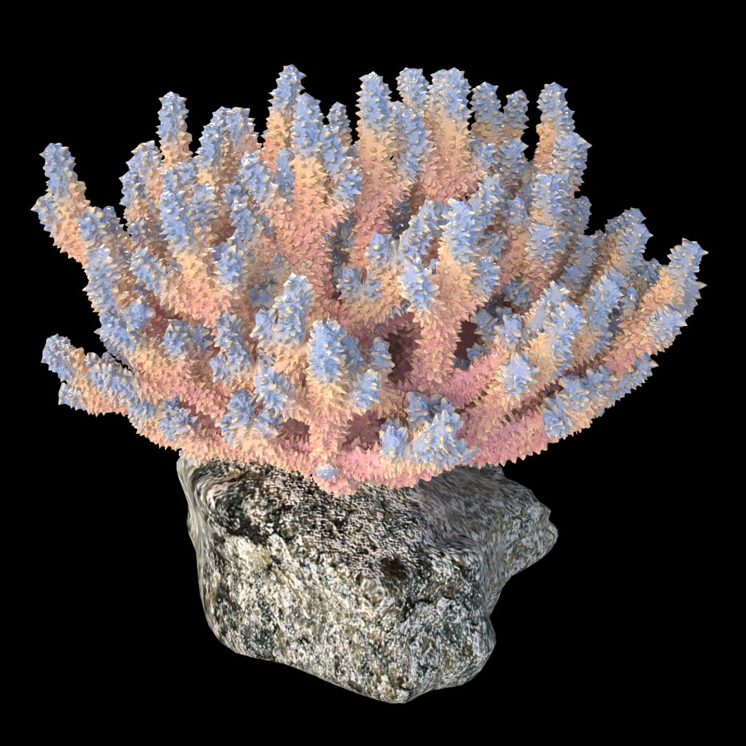 3d Coral Acropora