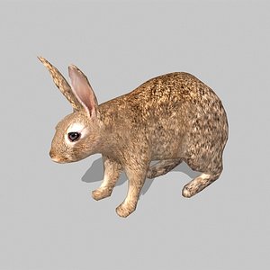 Rabbit 3D Models for Download | TurboSquid