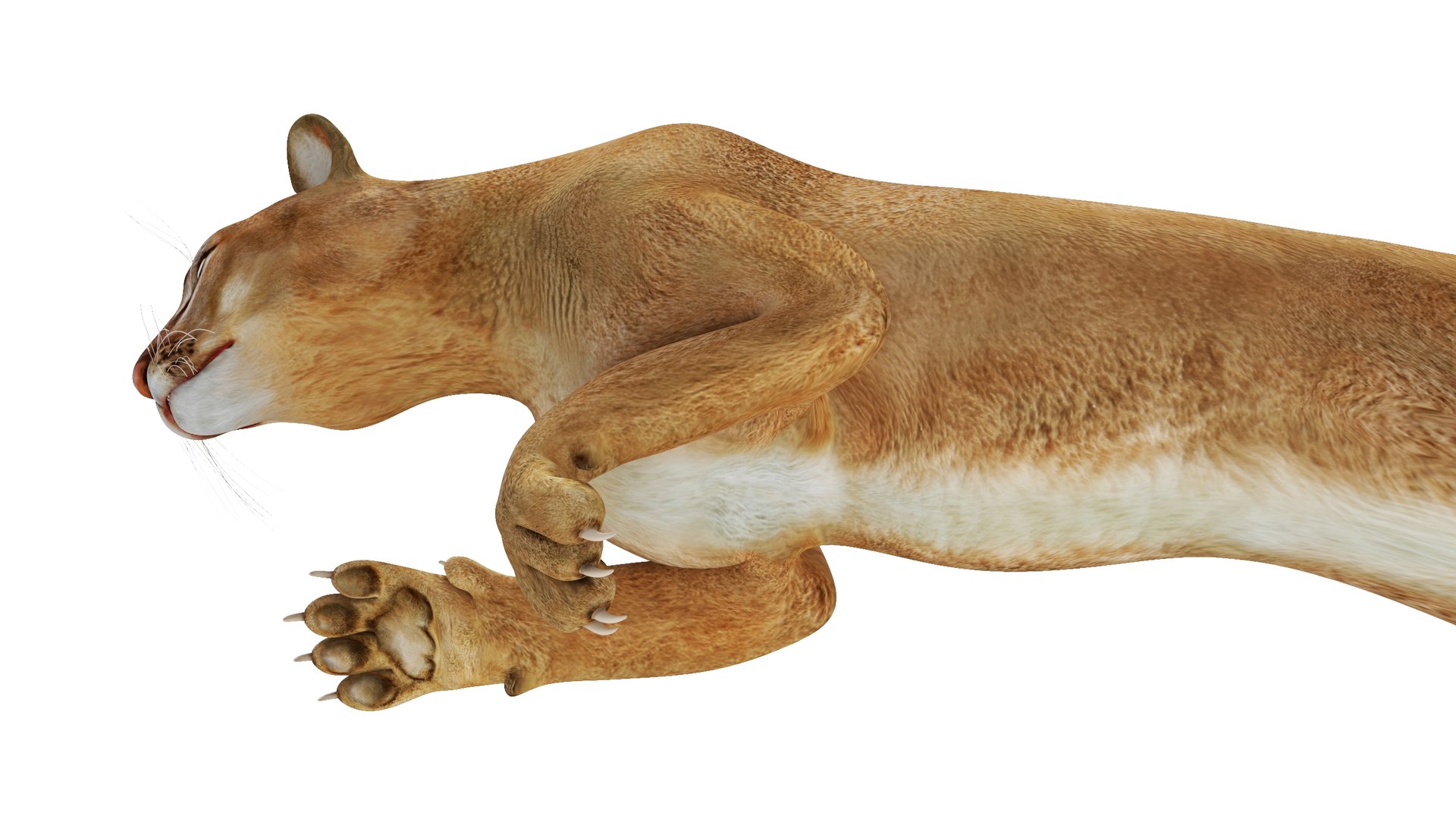 3D Jumping Puma - TurboSquid 2230640